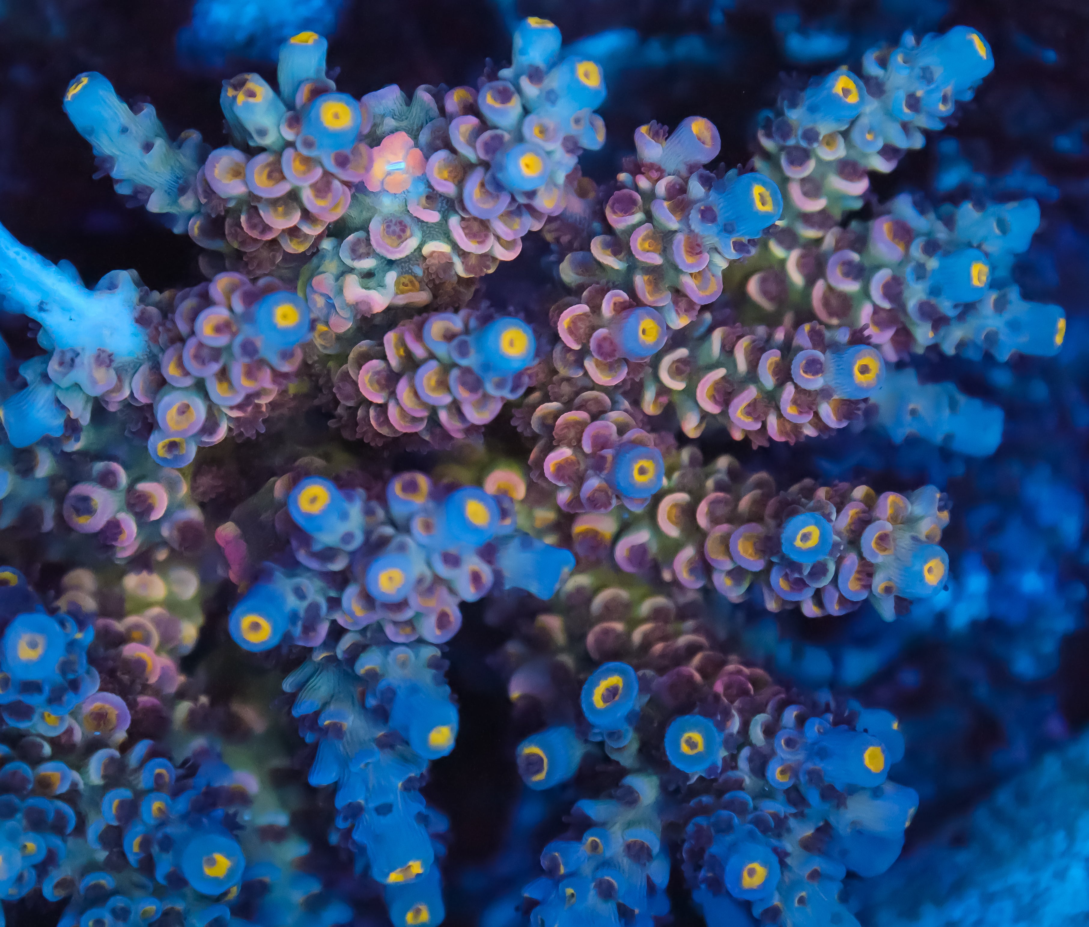 818 Aquatics Your #1 Source For Saltwater Corals – 818 AQUATICS