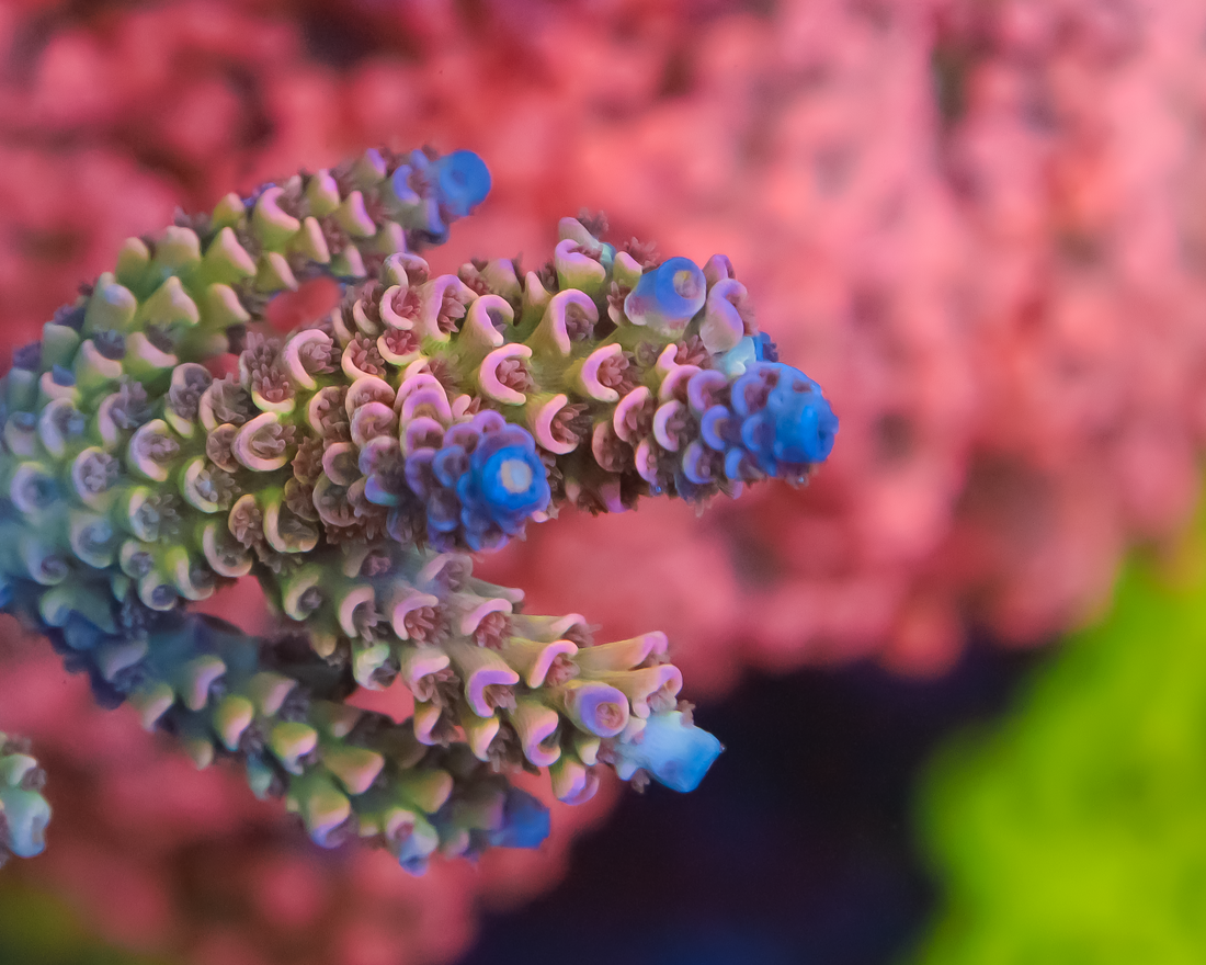 818 Aquatics Your #1 Source For Saltwater Corals – 818 AQUATICS