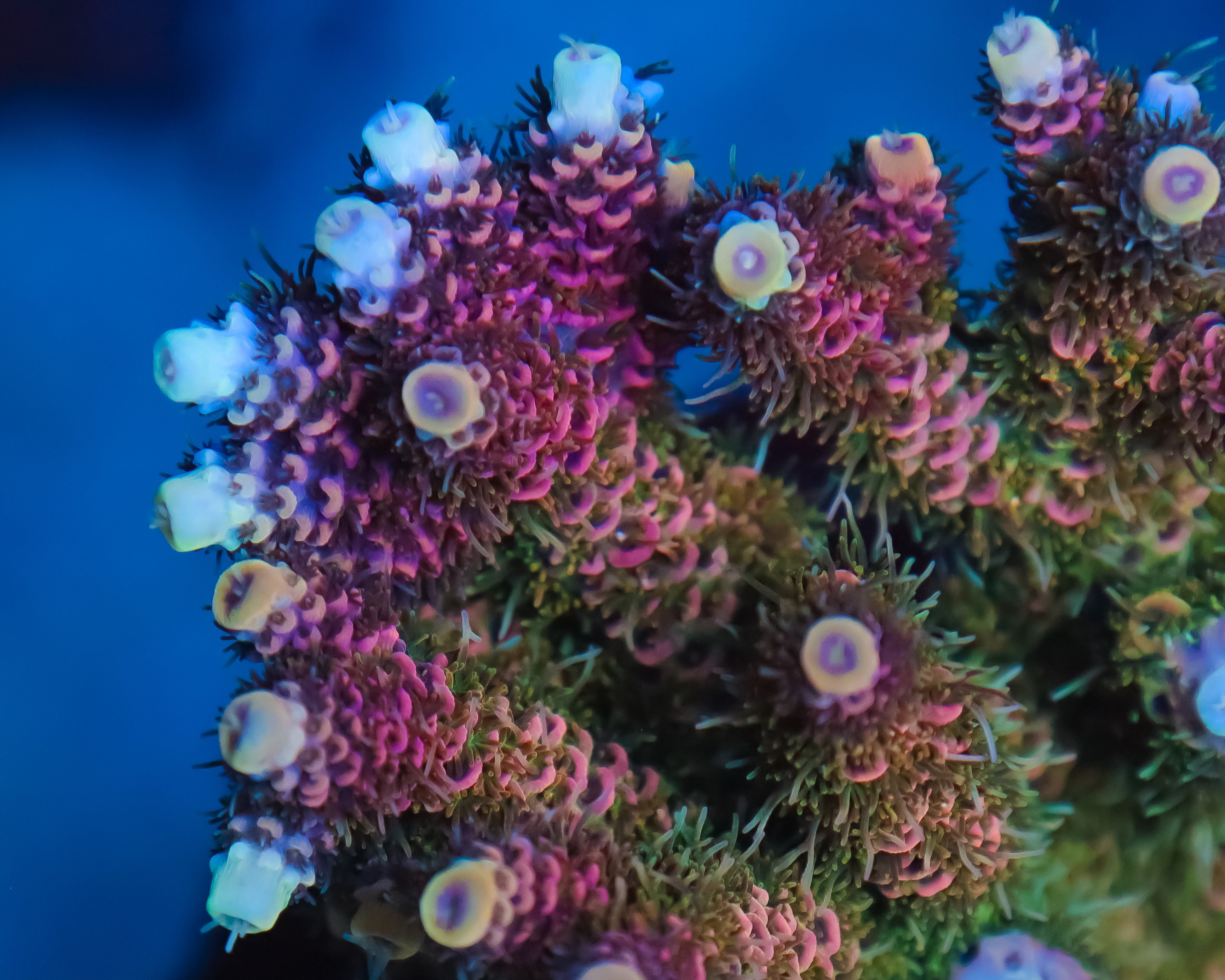 818 Aquatics Your #1 Source For Saltwater Corals – 818 AQUATICS