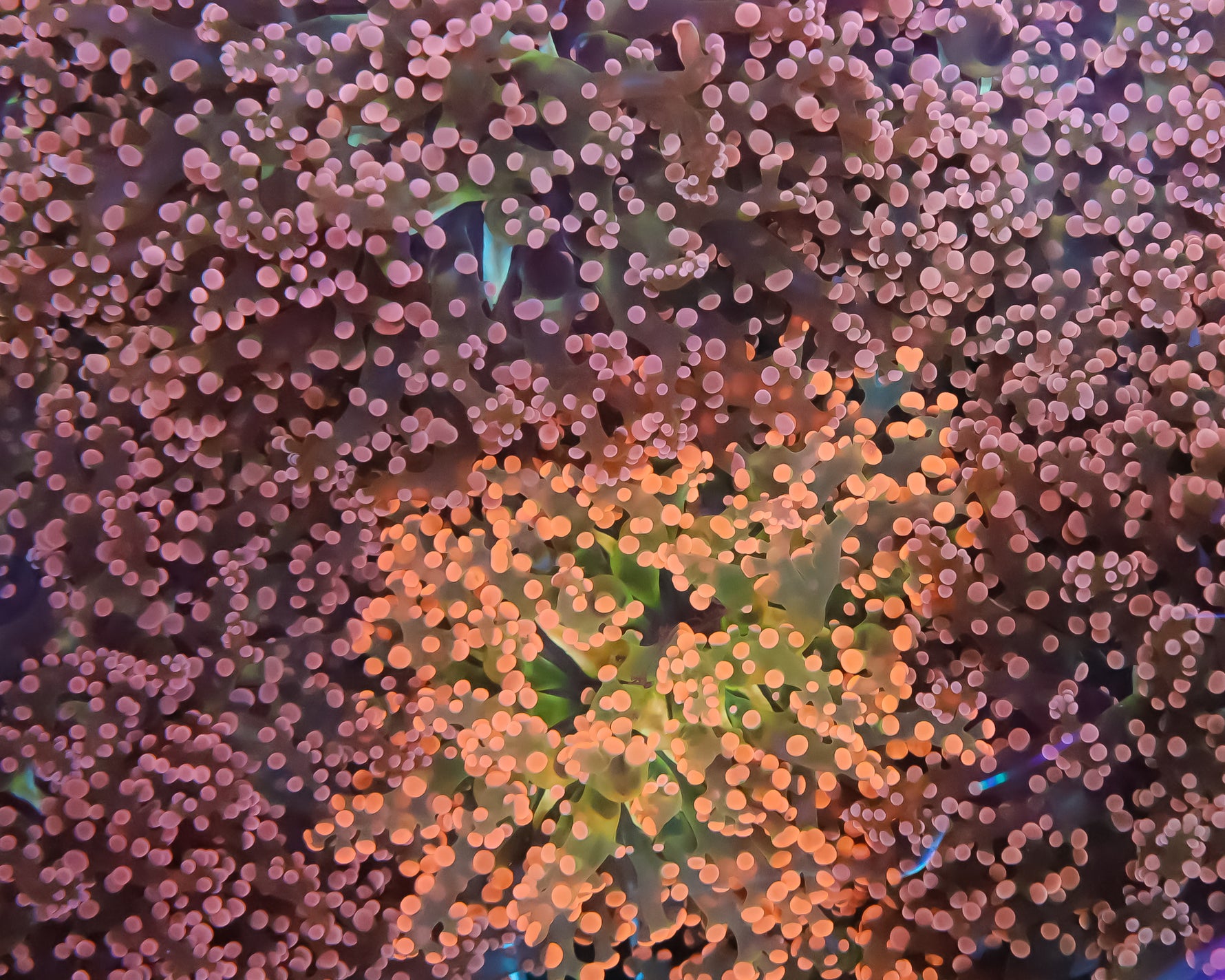818 Aquatics Your #1 Source For Saltwater Corals – 818 AQUATICS