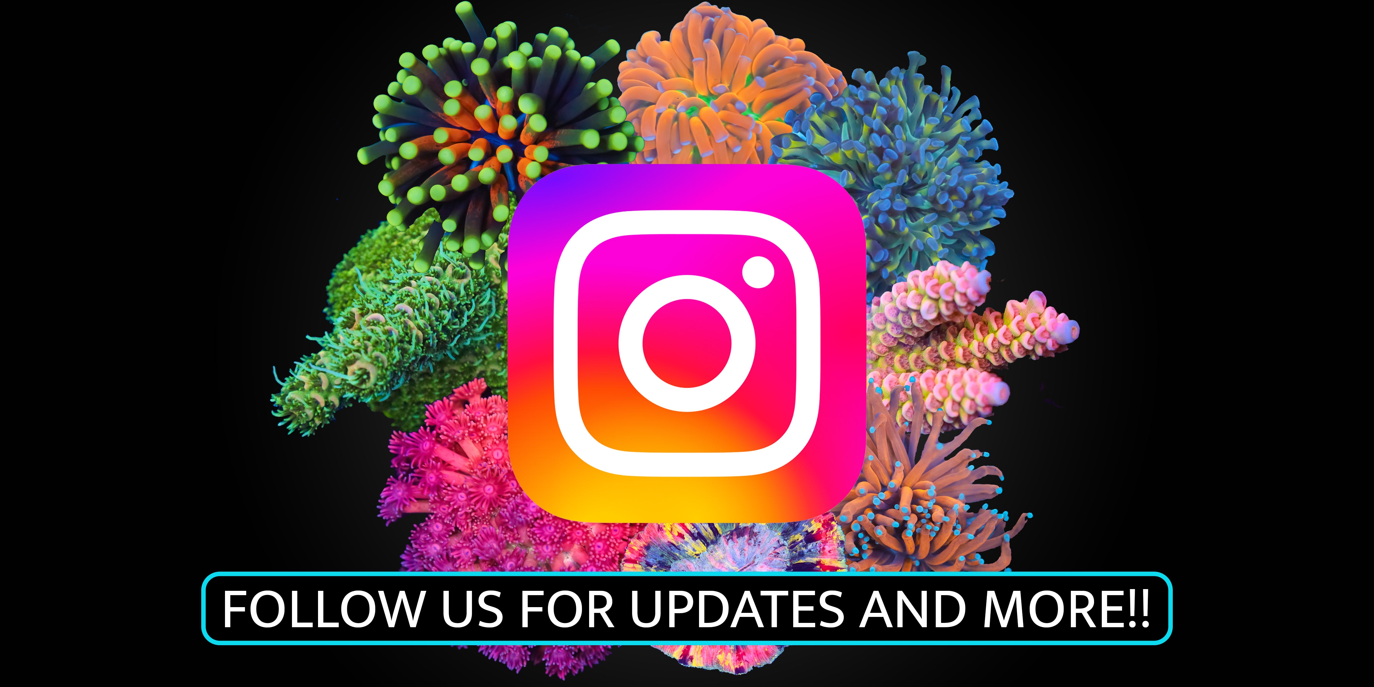 818 Aquatics Your #1 Source For Saltwater Corals – 818 AQUATICS