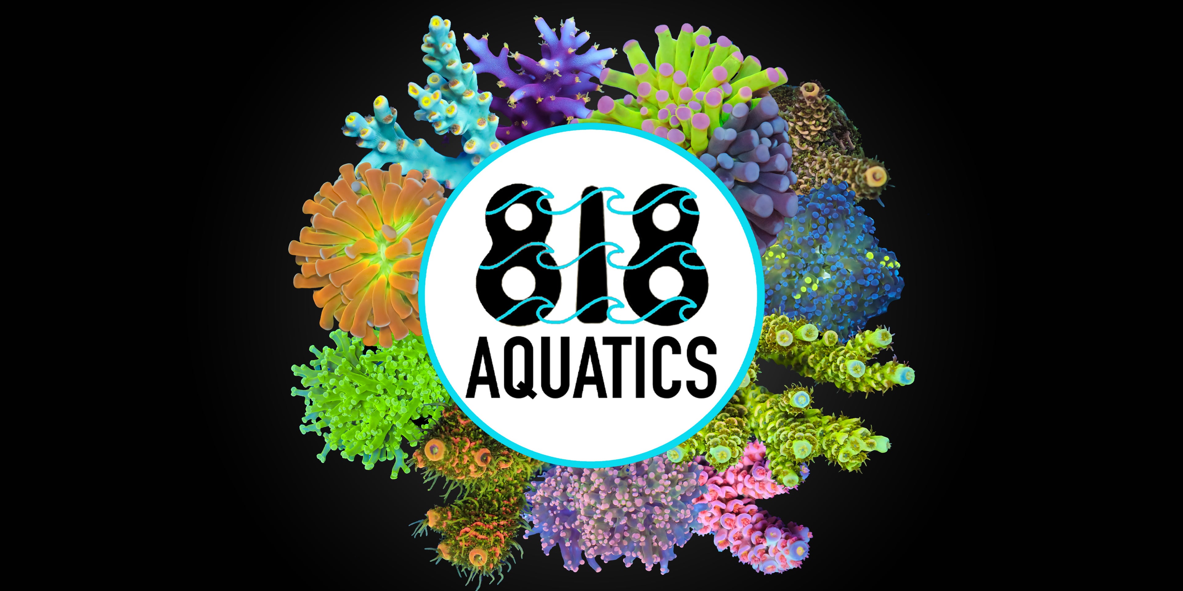 818 Aquatics Your #1 Source For Saltwater Corals – 818 AQUATICS